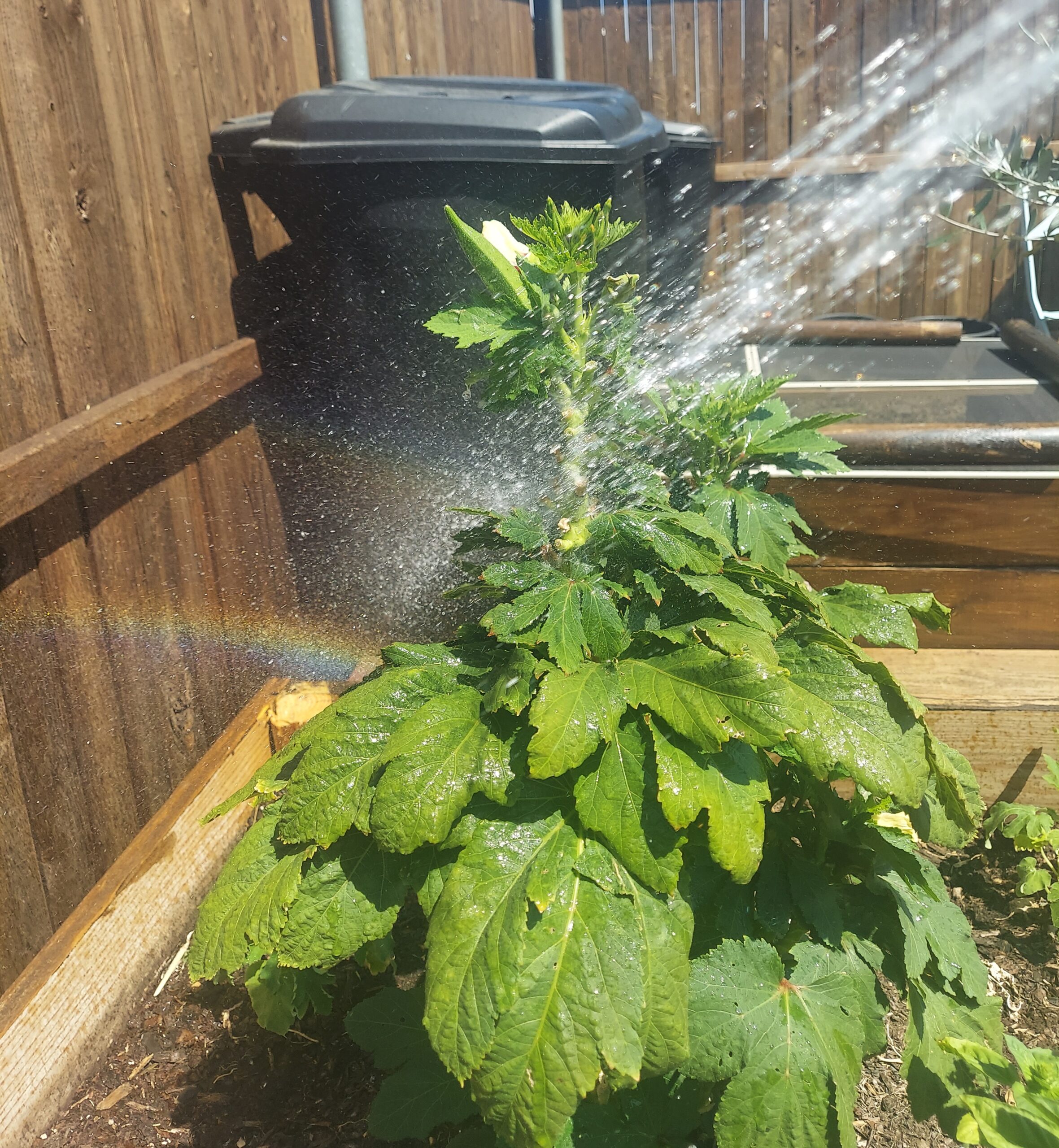 The Washing of the Water! - Heavenly Plant Matters